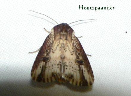 Index of /nachtvlinders/slides/